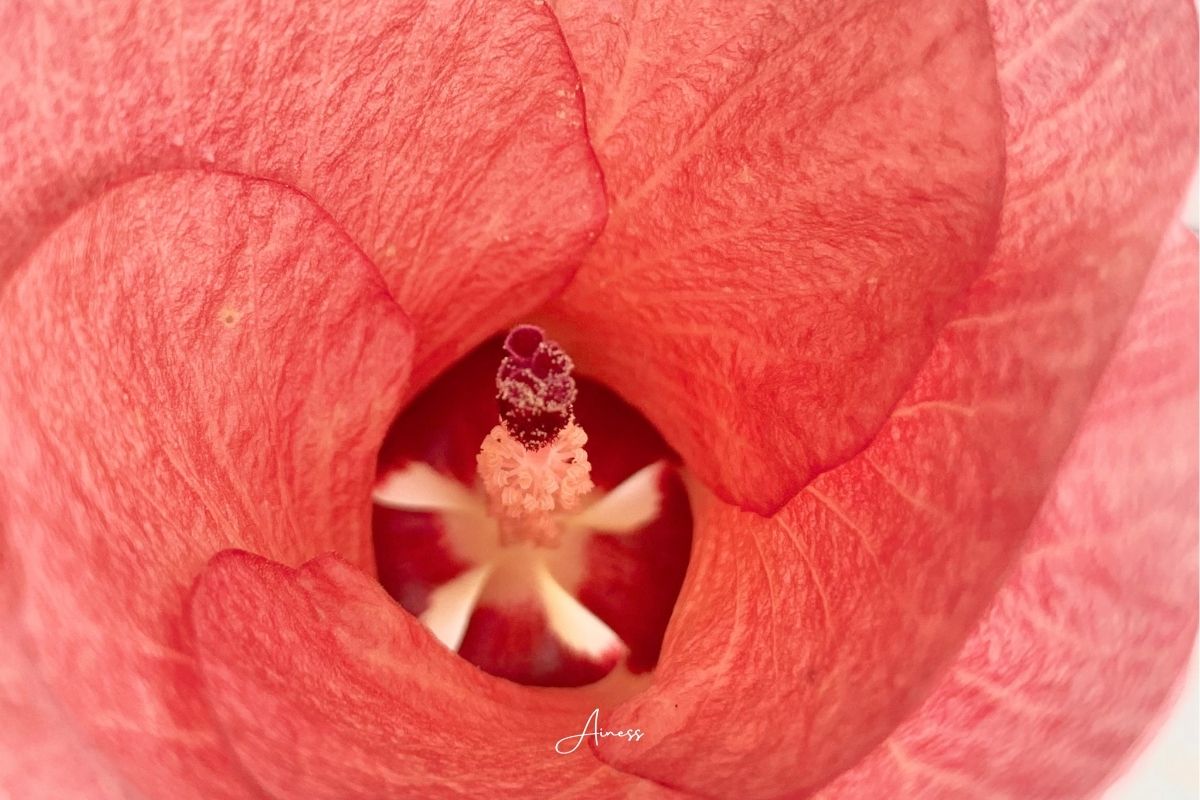 10年で実現させたいことはなんですか？ – Ainess/アイネス